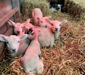 What’s On | Matlock Farm Park