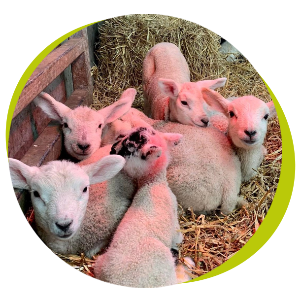 Lambs | Matlock Farm Park
